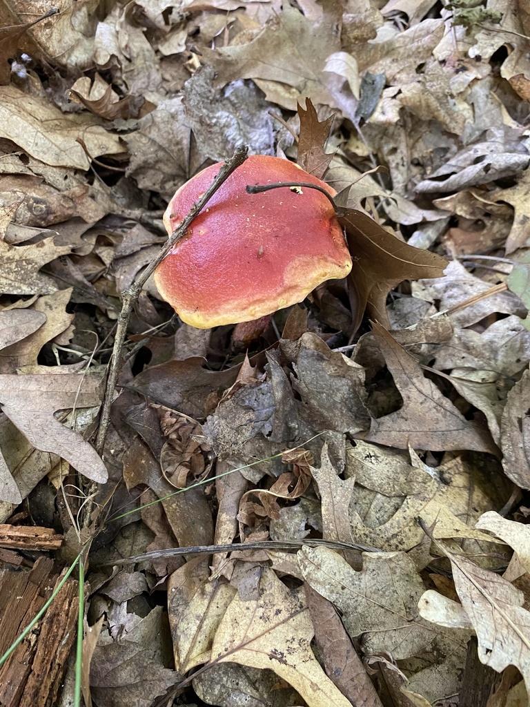 Frost's Bolete from Ship Dr, Portage, IN, US on August 21, 2021 at 02: ...