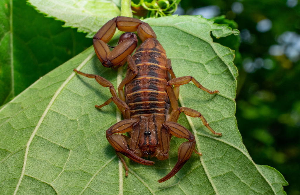 Jalisco Coast Scorpion from Valle Dorado, Mezcales, Nay., México on ...