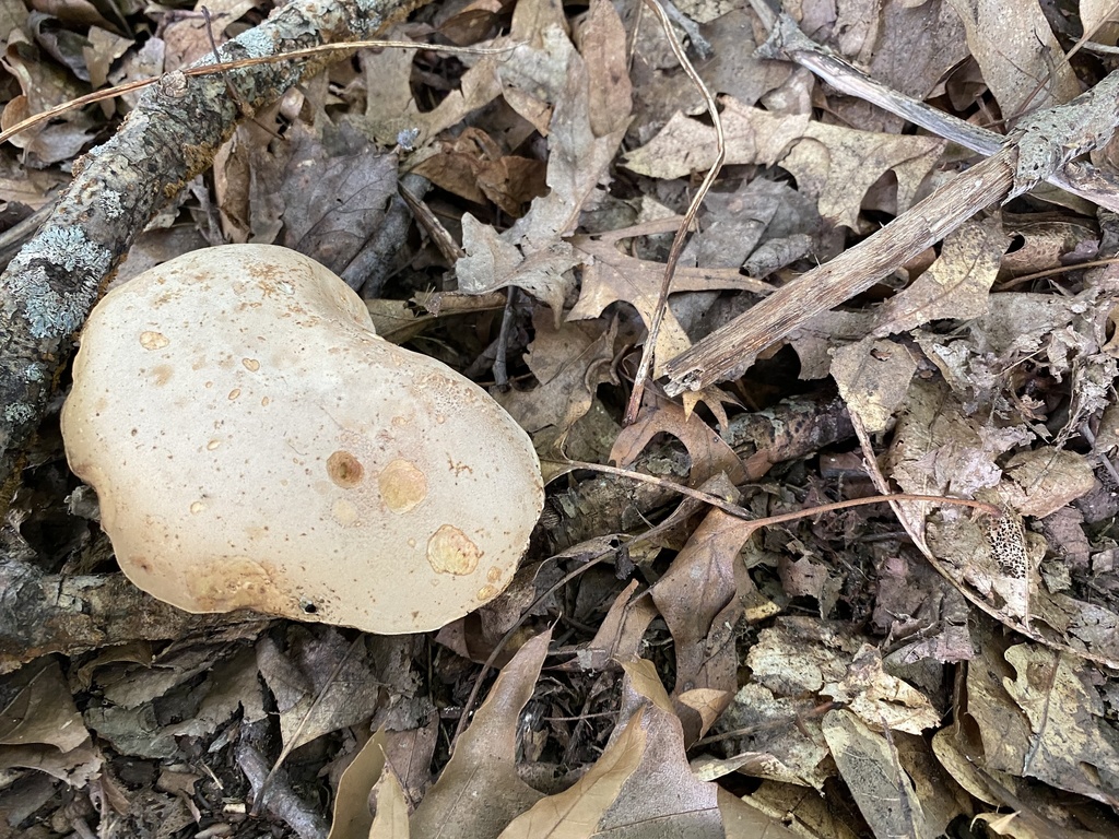 pallid bolete from Ship Dr, Portage, IN, US on August 21, 2021 at 02:06 ...