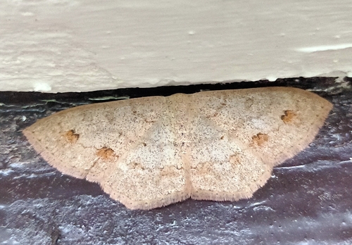 Scopula moorei · iNaturalist