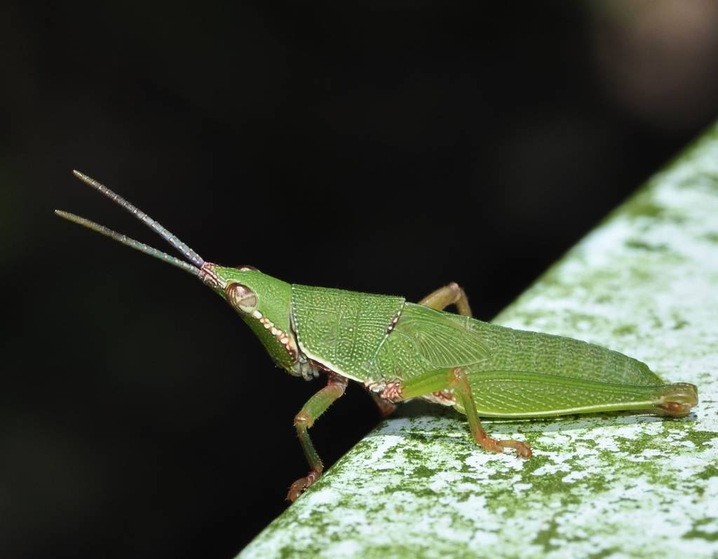 Tagasta marginella from 大崙頭尾山親山步道 on August 8, 2021 at 12:55 PM by 邱仲良 ...