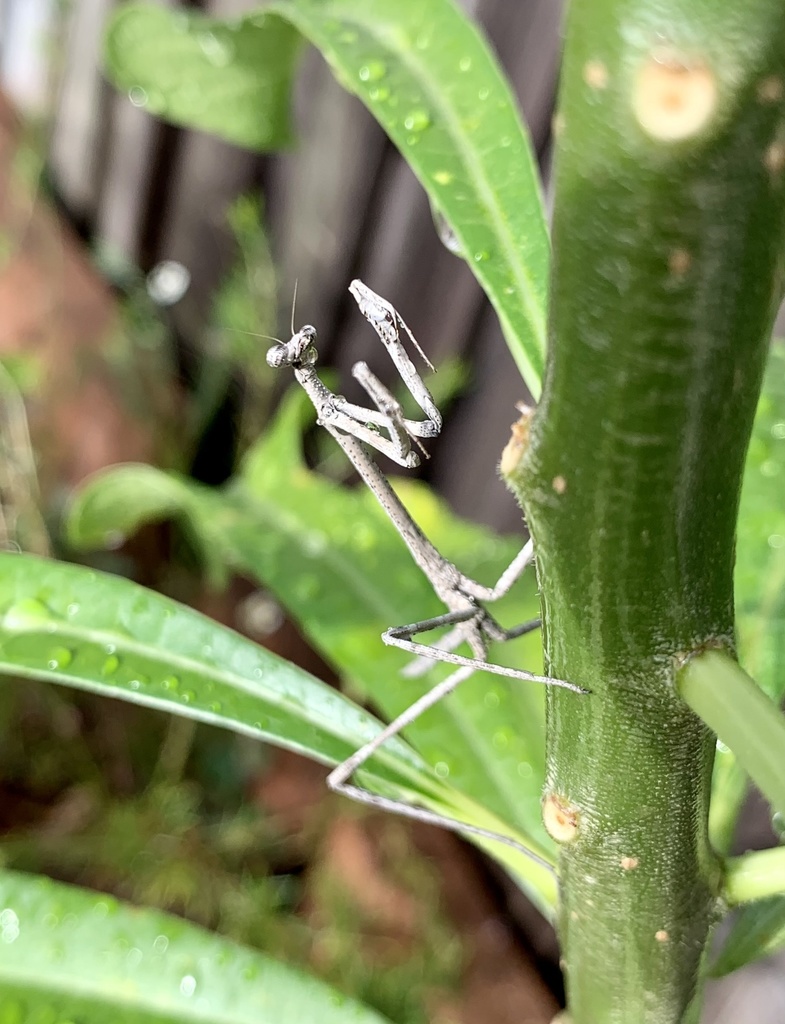 Austrovates variegata from Summerland Drive, Deeragun, QLD, AU on ...