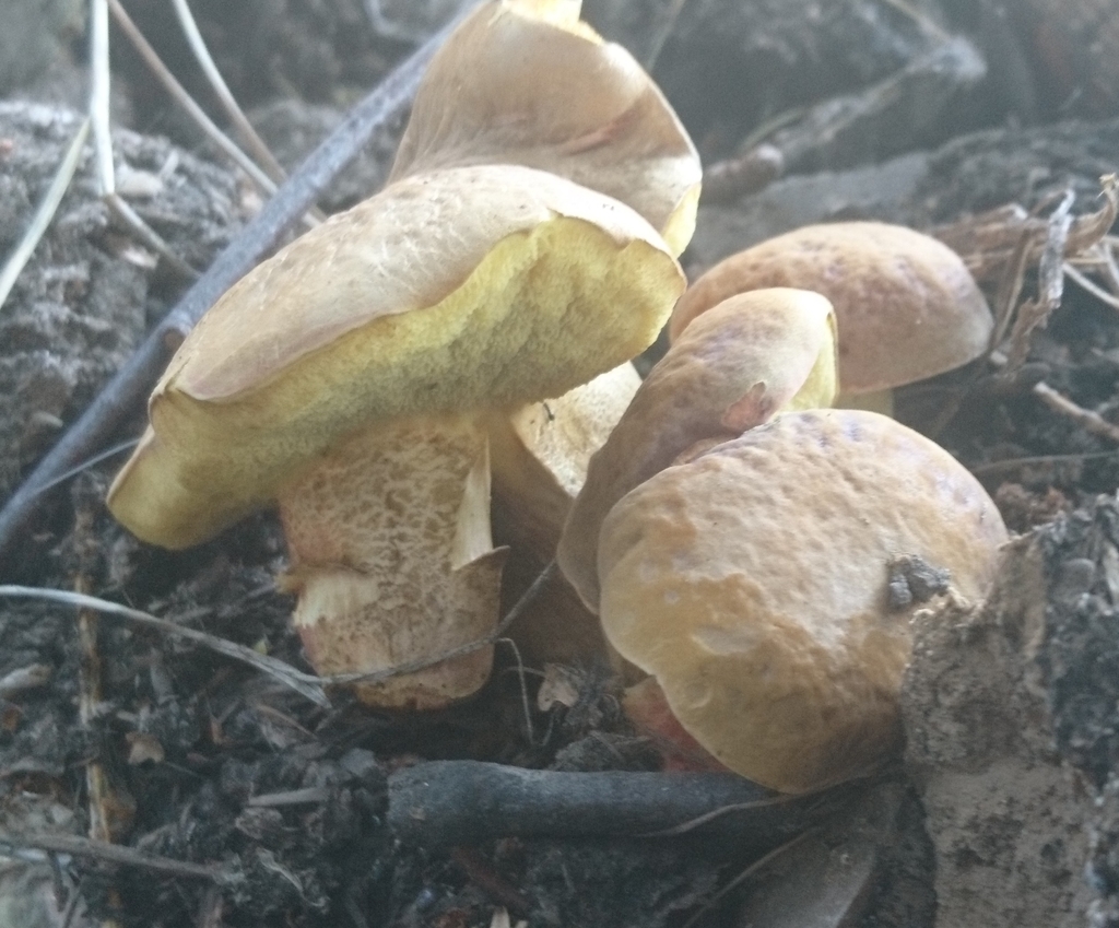 Hortiboletus from Omsk, Omsk Oblast, Russia, 644050 on August 22, 2021 ...