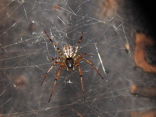 Asian Hermit Spider from Kidoor, Kerala, India on August 21, 2021 at 10 ...