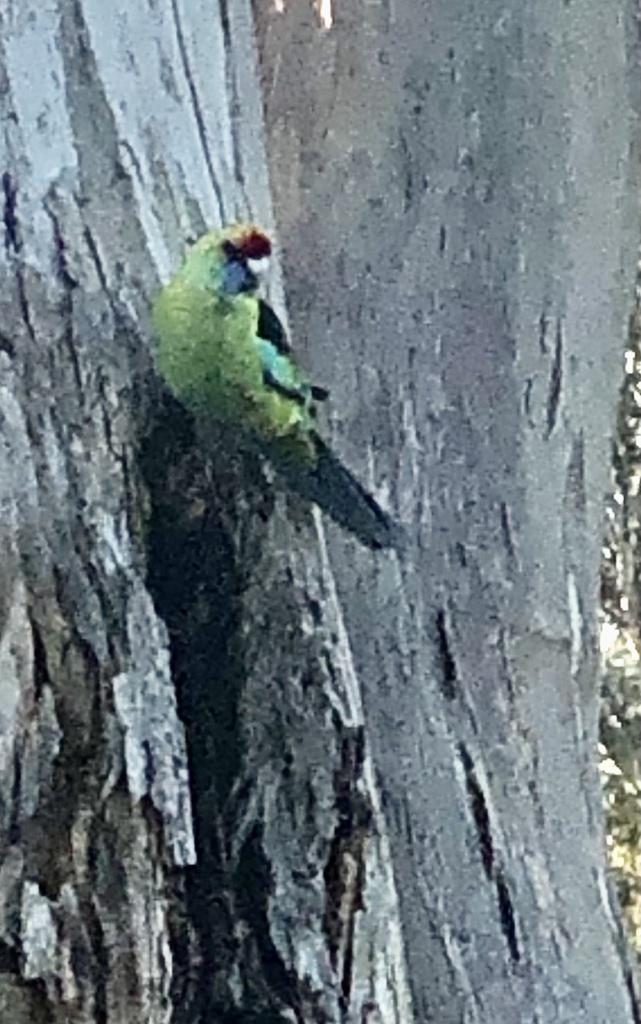 Old World Parrots from The Grange Golf Club, Grange, SA, AU on August ...