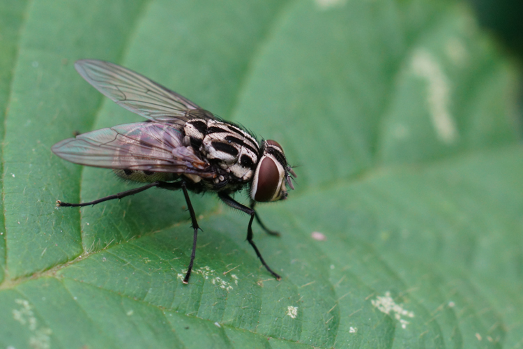 Graphomya maculata from Aalter, België on August 14, 2021 at 10:59 AM ...