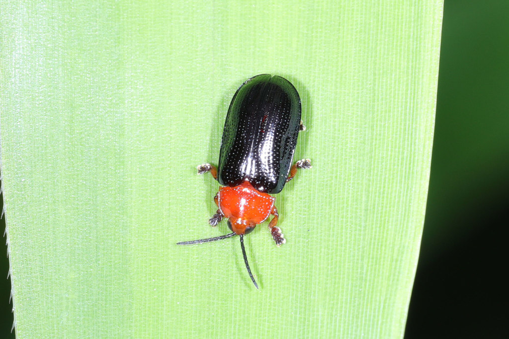 Callispa ruficollis from 中国浙江省温州市泰顺县 on April 24, 2021 at 11:26 AM by ...