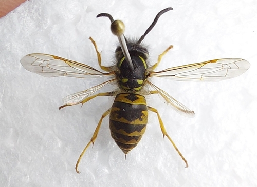 Observations by theab · iNaturalist