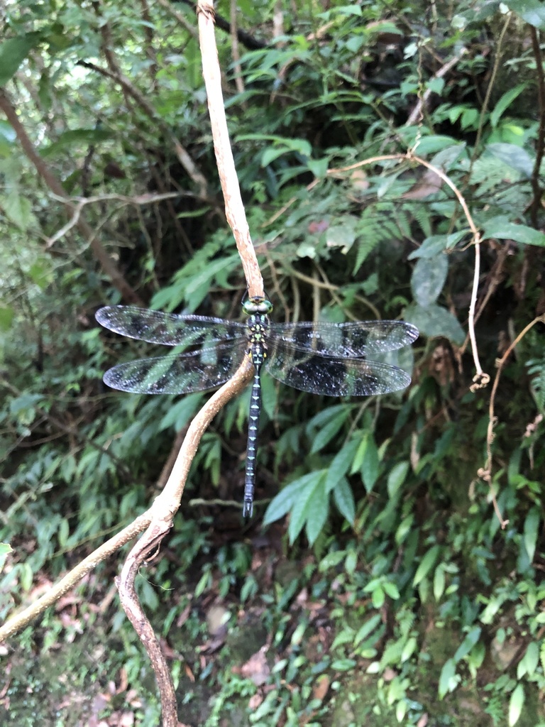 Planaeschna taiwana from Sansia District, TW on August 22, 2021 at 04: ...