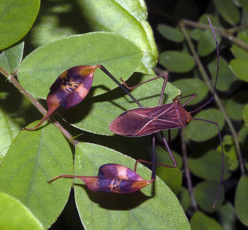 Bitta lurida from San Pedro Pochutla, Oax., Mexico on August 21, 2021 ...
