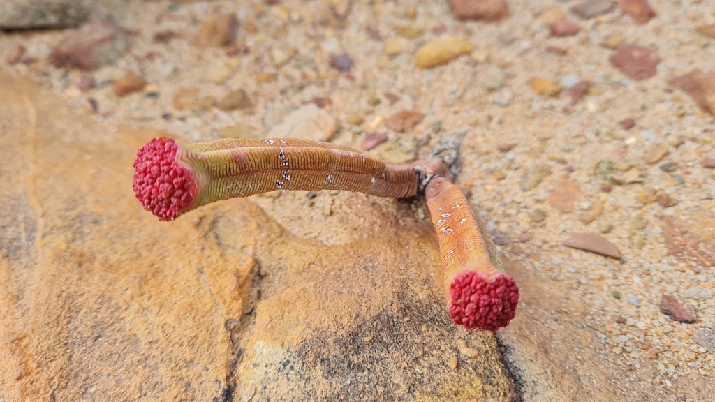 pagoda mini-jade in August 2021 by Danielle Harcourt · iNaturalist