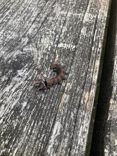 Observations by skywatcher · iNaturalist