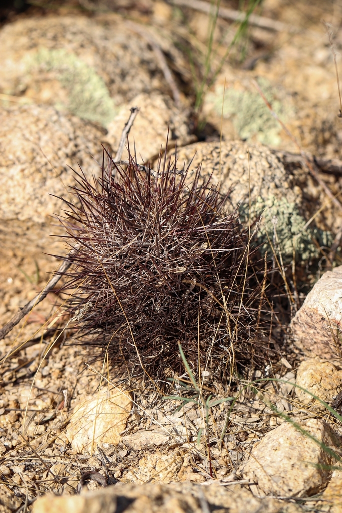 Acuña Cactus in August 2021 by thamnelegans24 · iNaturalist