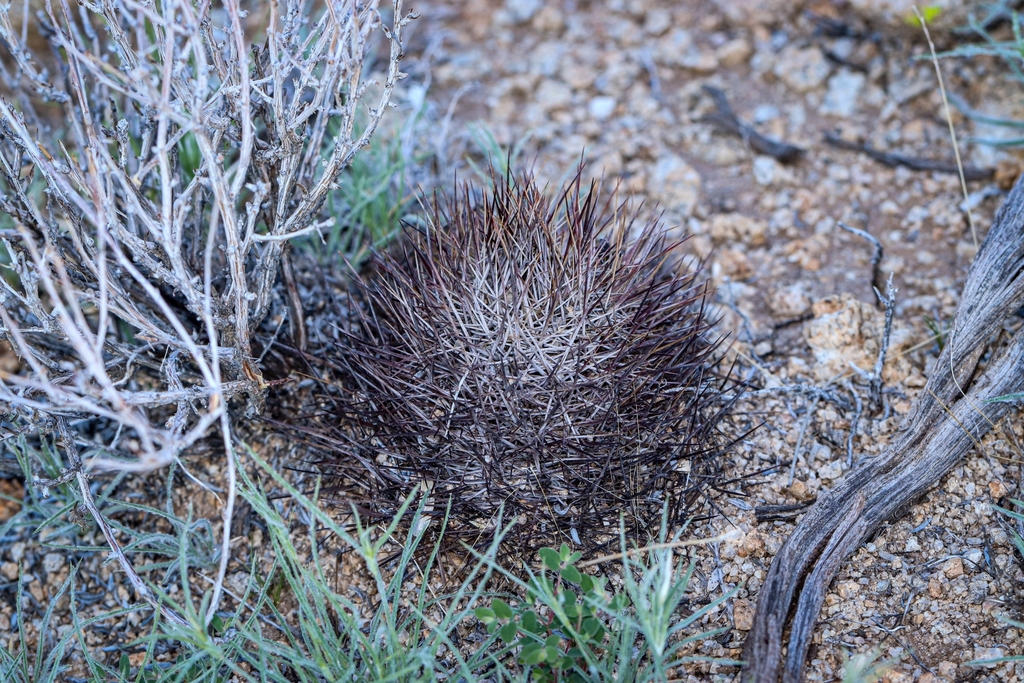 Acuña Cactus in August 2021 by thamnelegans24 · iNaturalist
