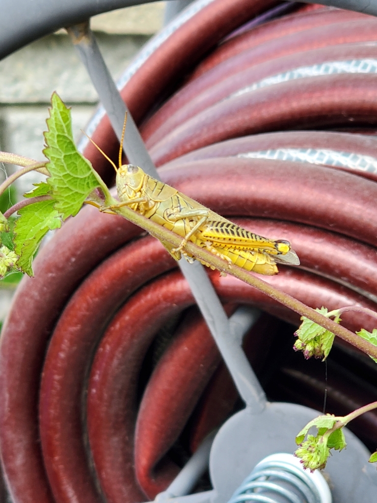 Differential Grasshopper from Armada, MI 48005, USA on August 22, 2021 ...