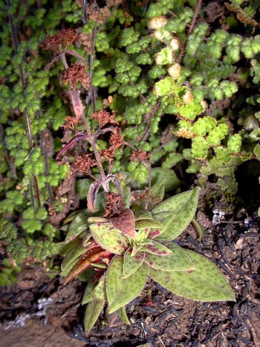 Crassula tabularis · iNaturalist Mexico