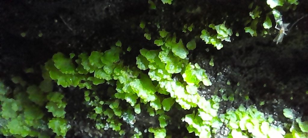 Cyathodium in August 2021 by Edmundo GM · iNaturalist