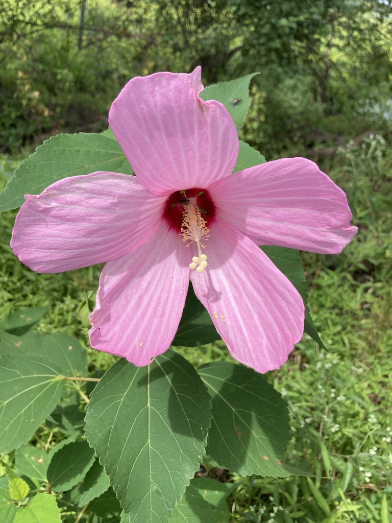 swamp rose mallow from John Heinz National Wildlife Refuge at Tinicum ...
