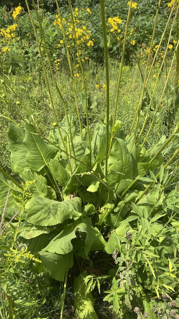 prairie dock from Christie Conservation Area, Dundas, ON, CA on August ...