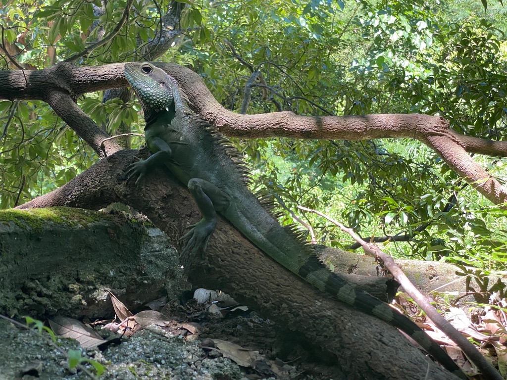 Chinese Water Dragon in August 2021 by Reza Cockrell · iNaturalist
