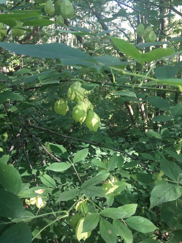 American bladdernut from Wild Goose State Trail, Fond Du Lac, WI, US on ...