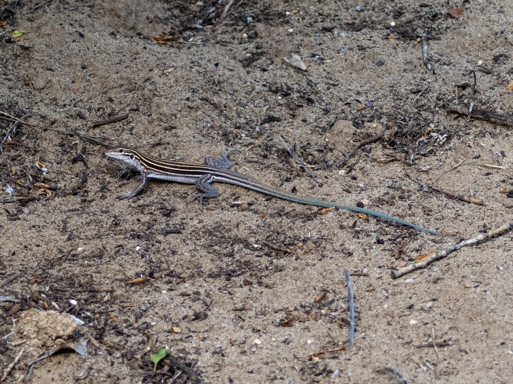 Plateau Striped Whiptail from Farmington, NM 87401, USA on August 21 ...