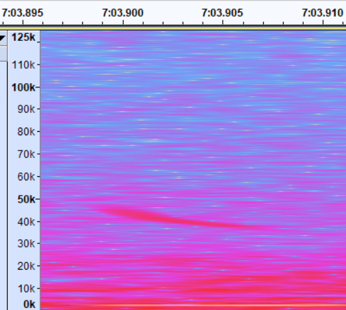 Little Brown Bat in August 2021 by vincef. Calls consistent frequency ...