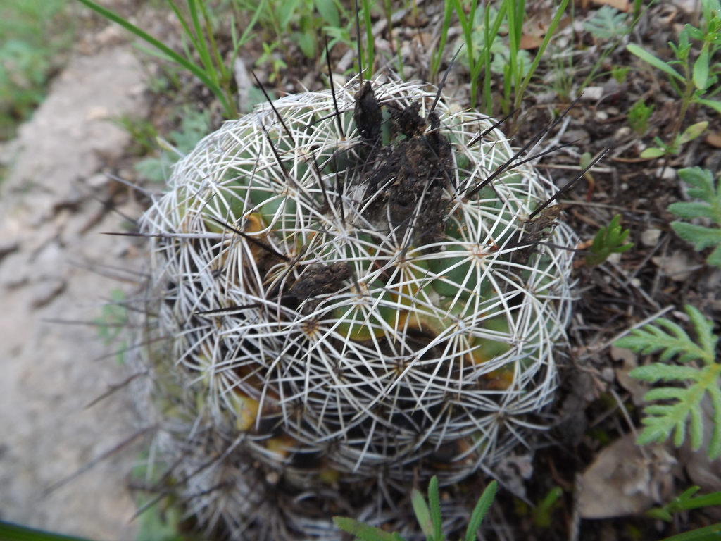 Coryphantha compacta from Parque Nacional Cumbres de Majálca, Chihuahua ...