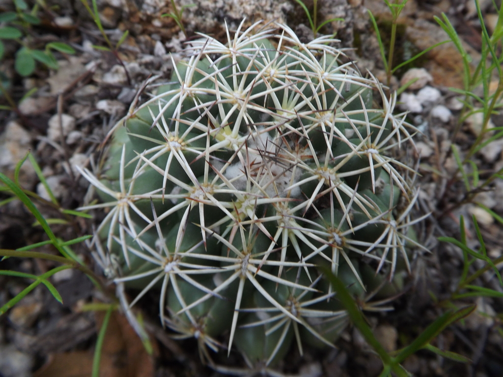 Coryphantha compacta from Parque Nacional Cumbres de Majálca, Chihuahua ...