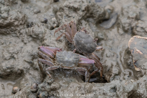 Metaplax sheni · iNaturalist