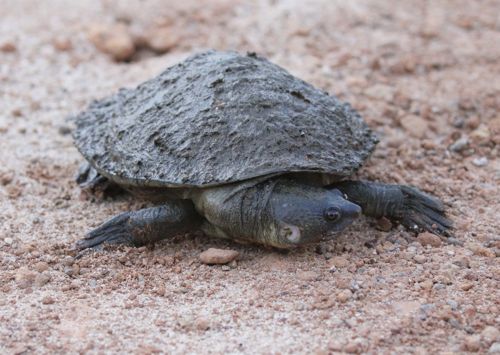 Northern Australian Snapping Turtle from Florina NT 0852, Australia on ...