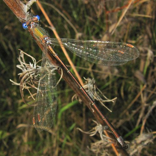 Лютка ясно-зелена (Odonata of Ukraine / Бабки України) · iNaturalist