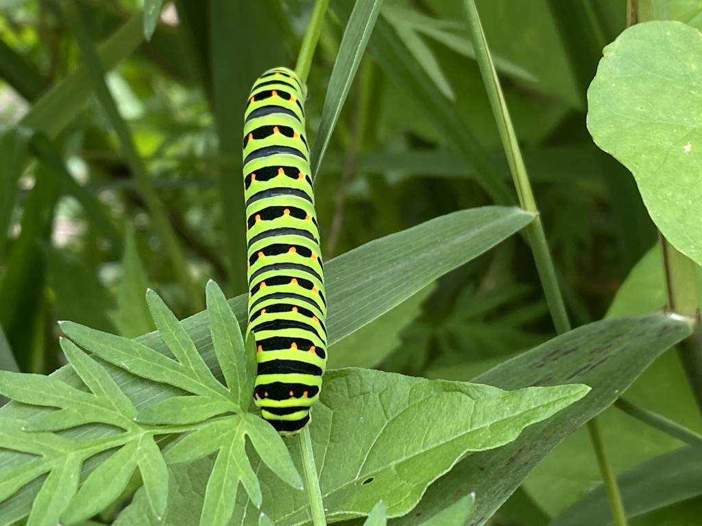 British Common Swallowtail from Broads National Park, Norwich, England ...