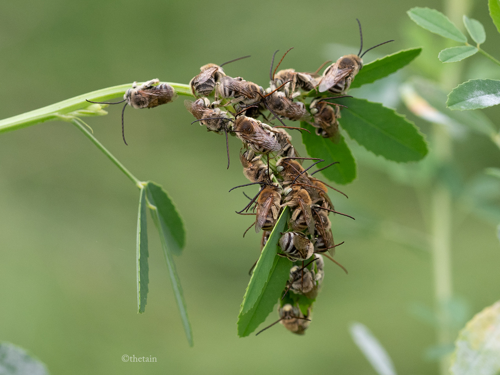 Tetraloniella in August 2021 by thetain · iNaturalist