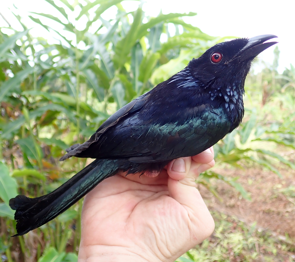 Sumatran Drongo (Dicrurus sumatranus) - Avian Discovery