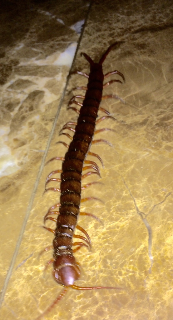 Pacific Giant Centipede in March 2017 by thorstenkahlert · iNaturalist