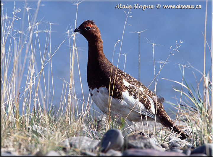 Willow Ptarmigan from Eagle plains on June 12, 2003 by Alain Hogue ...