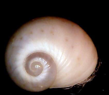 Tectonatica shorehami (Molluscs of Port Phillip Bay) · iNaturalist