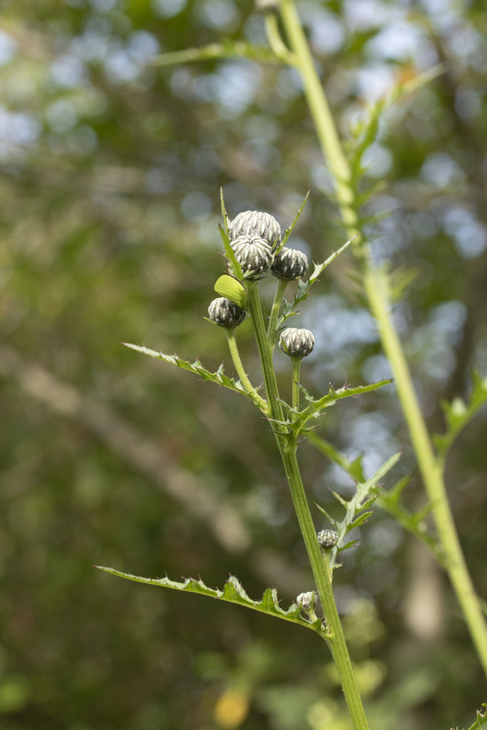 swamp thistle from Crossroad Park, Portage, MI, USA on July 30, 2021 at ...