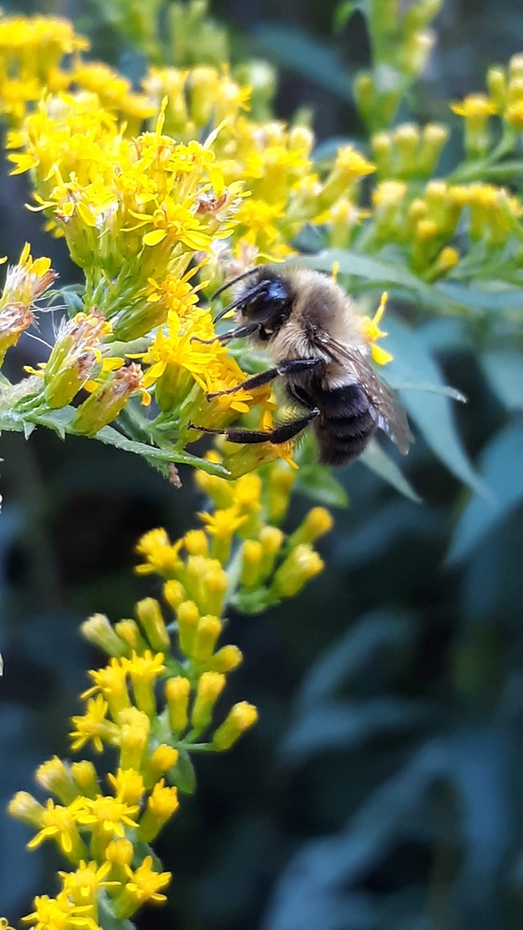 Common Eastern Bumble Bee from Willington, CT, USA on August 29, 2019 ...