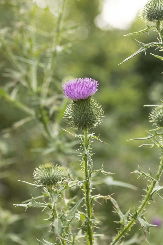 Bull Thistle from Crossroad Park, Portage, MI, USA on July 30, 2021 at ...
