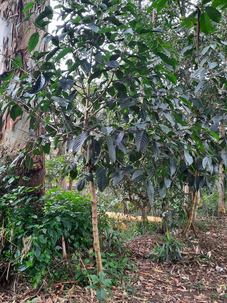 Trichanthera gigantea from Popayán, Cauca, Colombia on August 23, 2021 ...