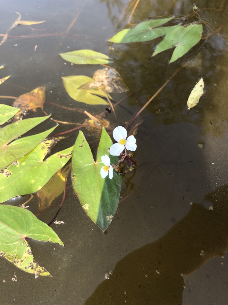 Arumleaf Arrowhead from Point O Pines Rd, Tomahawk, WI, US on August 19 ...
