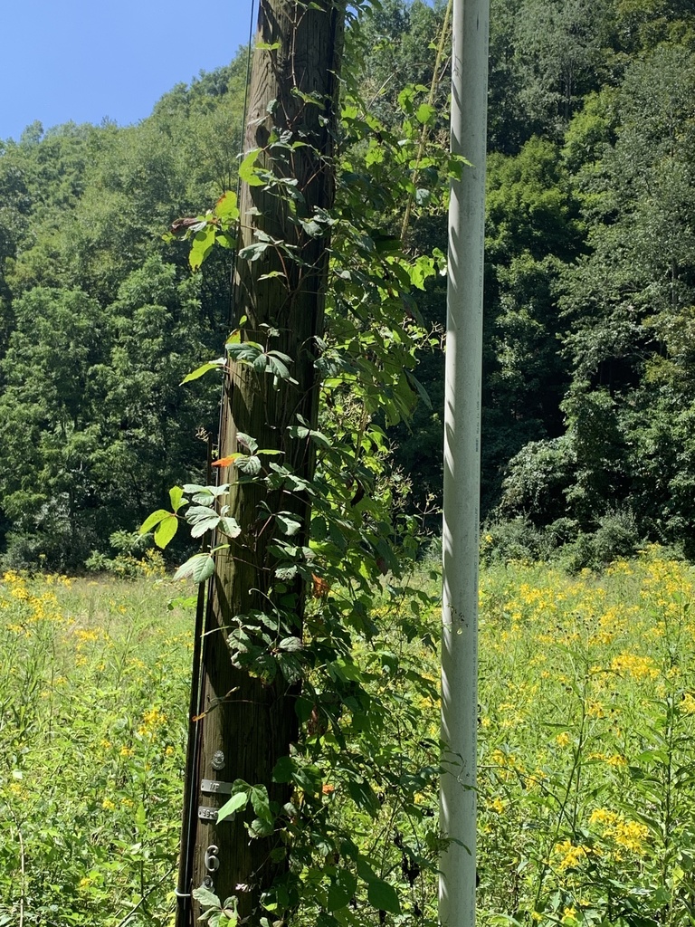 dicots from Mobley Run Rd, Smithfield, WV, US on August 24, 2021 at 01: ...