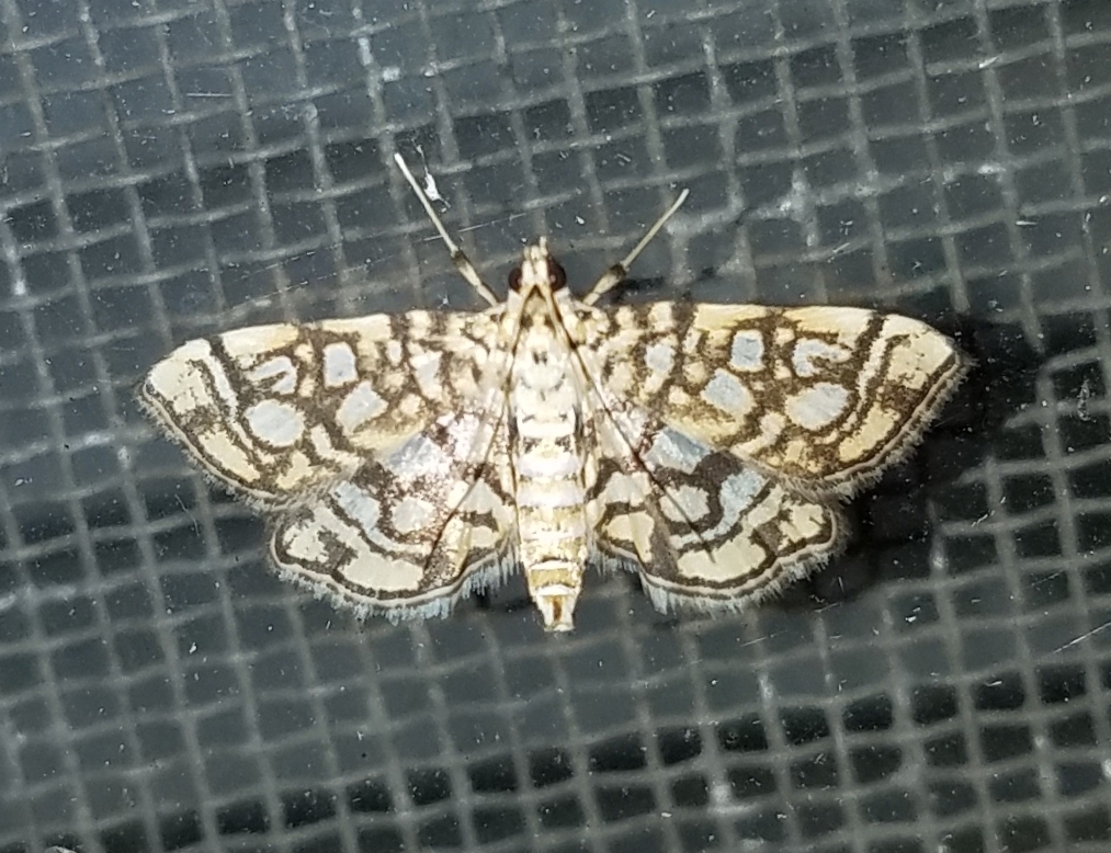 Bog Lygropia Moth from Greenville, DE 19807, USA on August 24, 2021 at ...