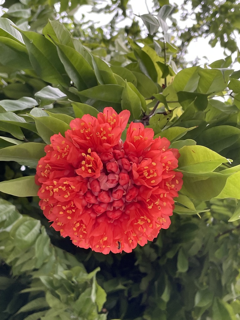 Brownea coccinea capitella from Jalan Kebun Bunga, Kuala Lumpur, KL, MY ...