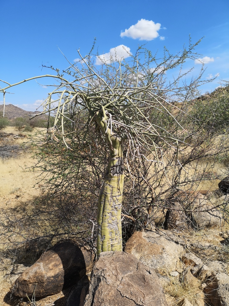 Adenia venenata from Lokichar, Kenya on September 13, 2018 at 03:19 PM ...