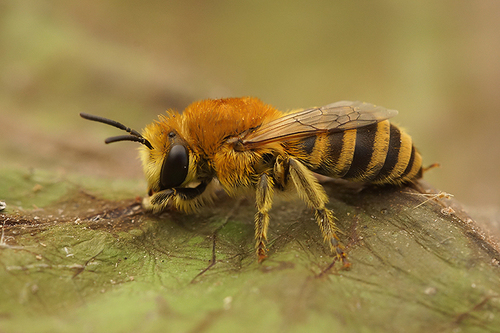 Complex Colletes succinctus · iNaturalist