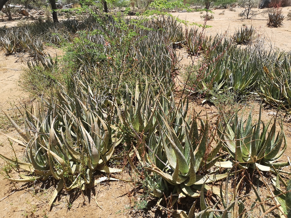 Aloes from Katilu, Kenya on September 17, 2018 at 12:23 PM by Warren ...