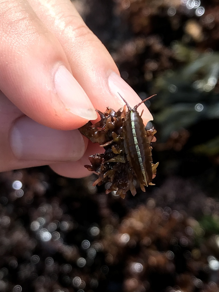 Baltic Isopod from Gulf of Maine, Rockport, MA, US on August 21, 2021 ...